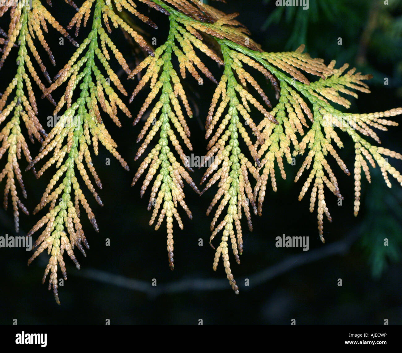 Scale leaf hi-res stock photography and images - Alamy