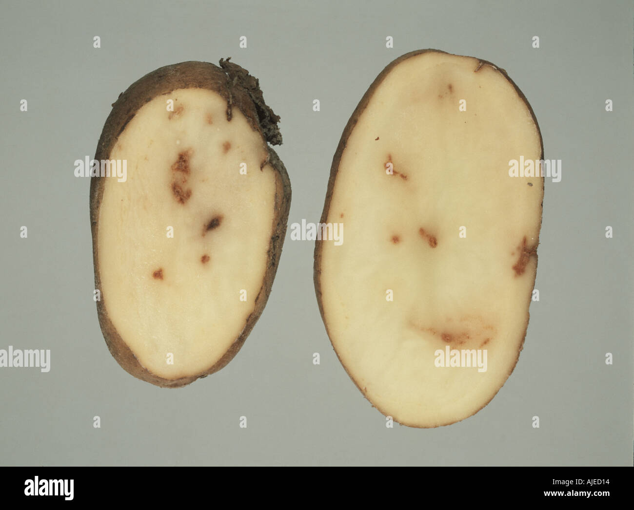 Internal rust spot evident in potato tuber cross section IRS is a ...