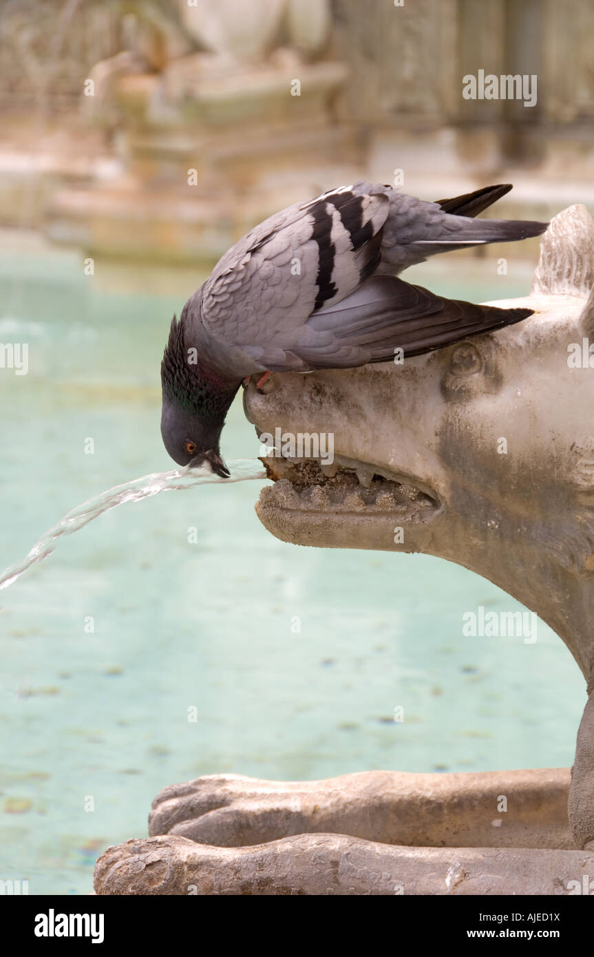 Pigeon Drinking from Fountain Stock Photo - Alamy