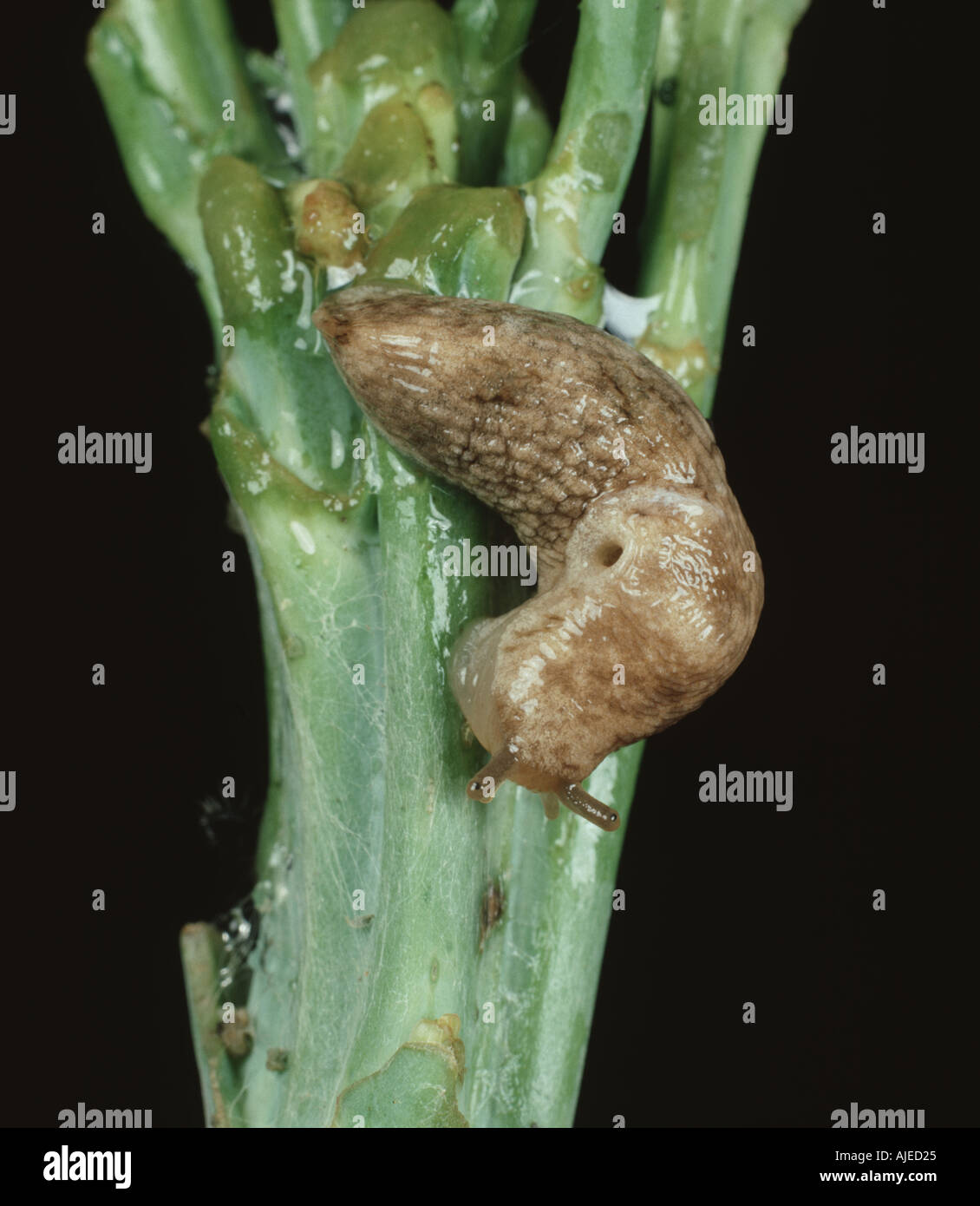 A grey field slug Deroceras reticulatus on a damaged cabbage stem ...