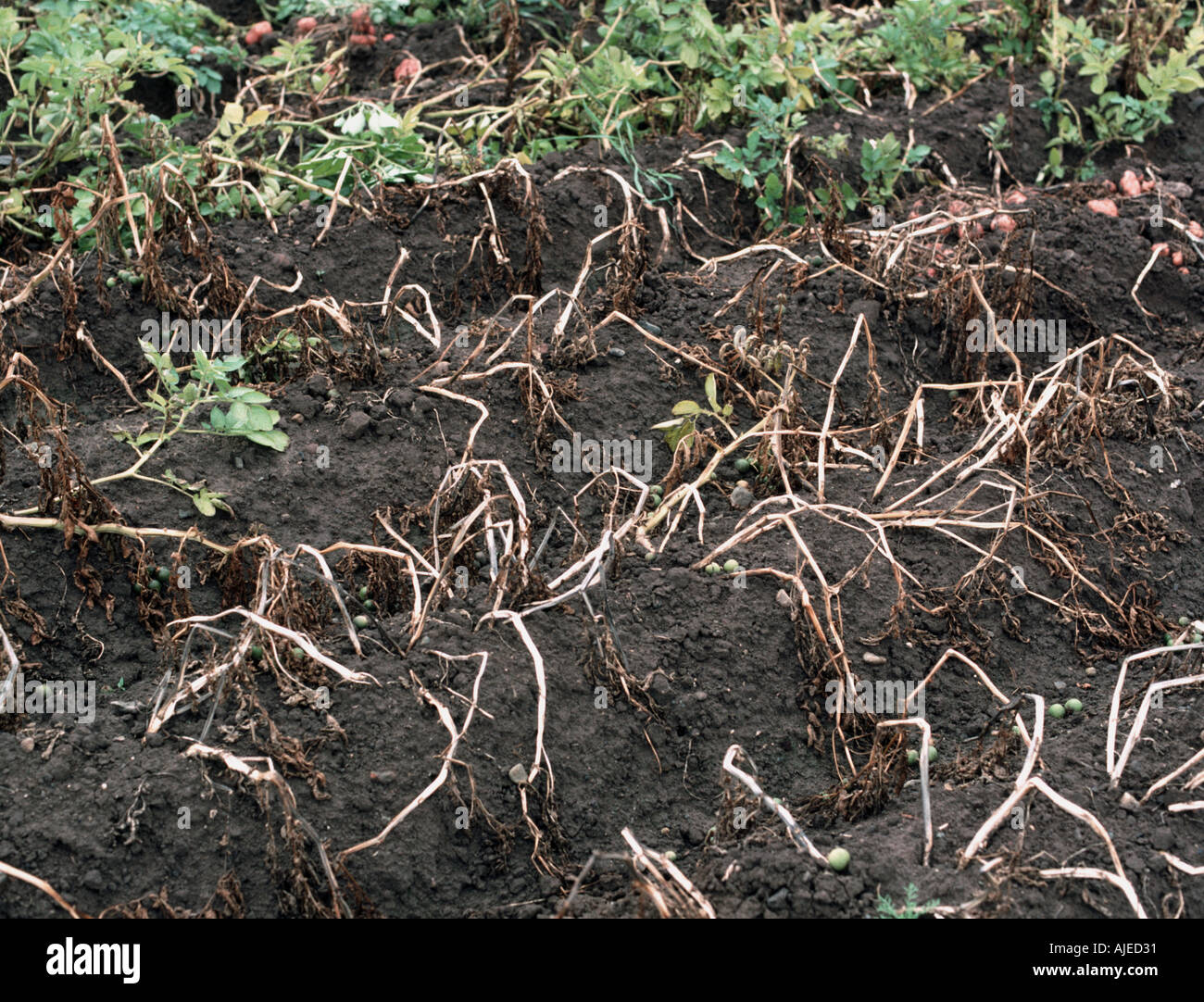 Damage to a potato crop caused by potato cyst nematode PCN Globodera ...
