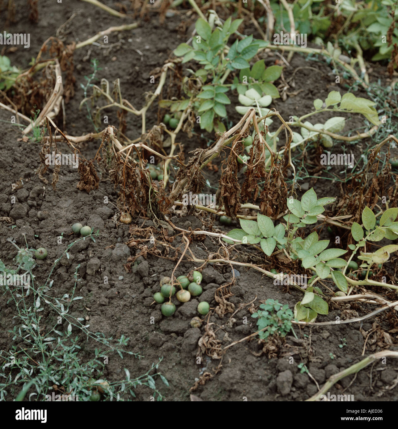 Damage to a potato crop caused by potato cyst nematode PCN Globodera ...