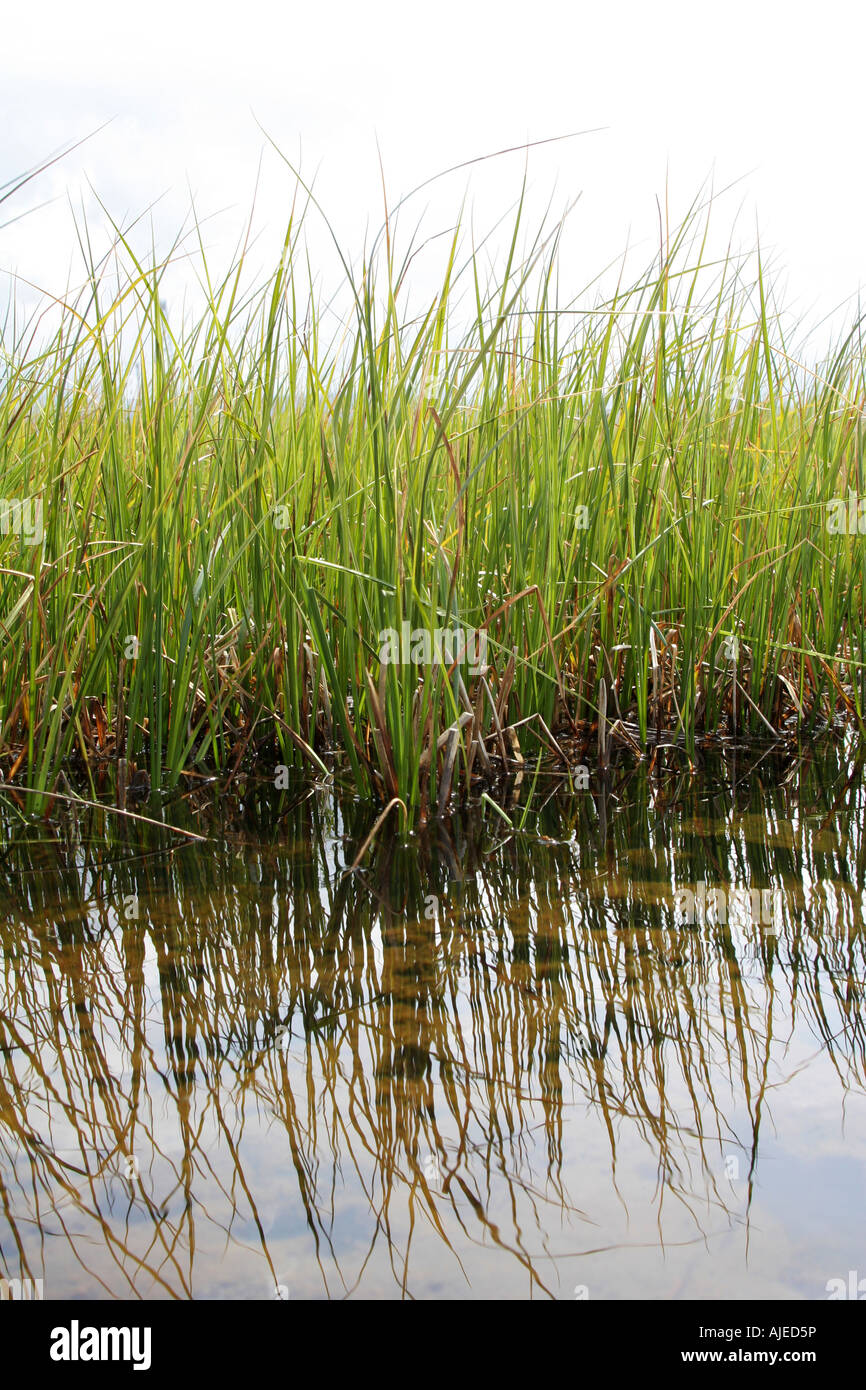 green marsh reeds in water reflections of reeds in water set against a ...
