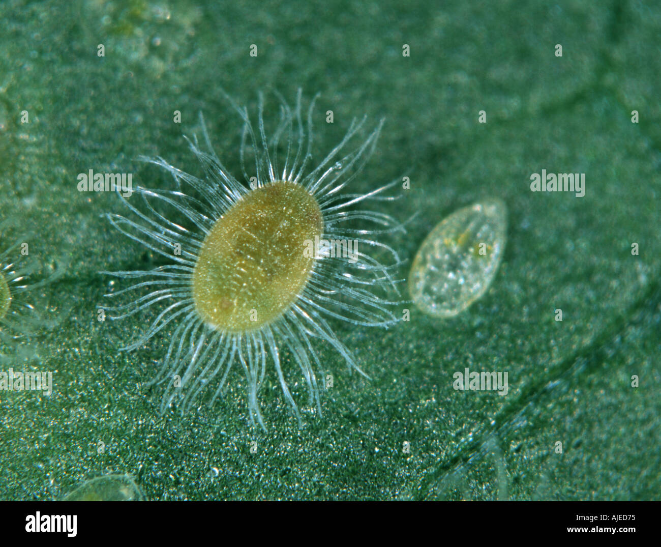 A castor whitefly Trialeurodes ricini pupa and scale on a castor leaf ...