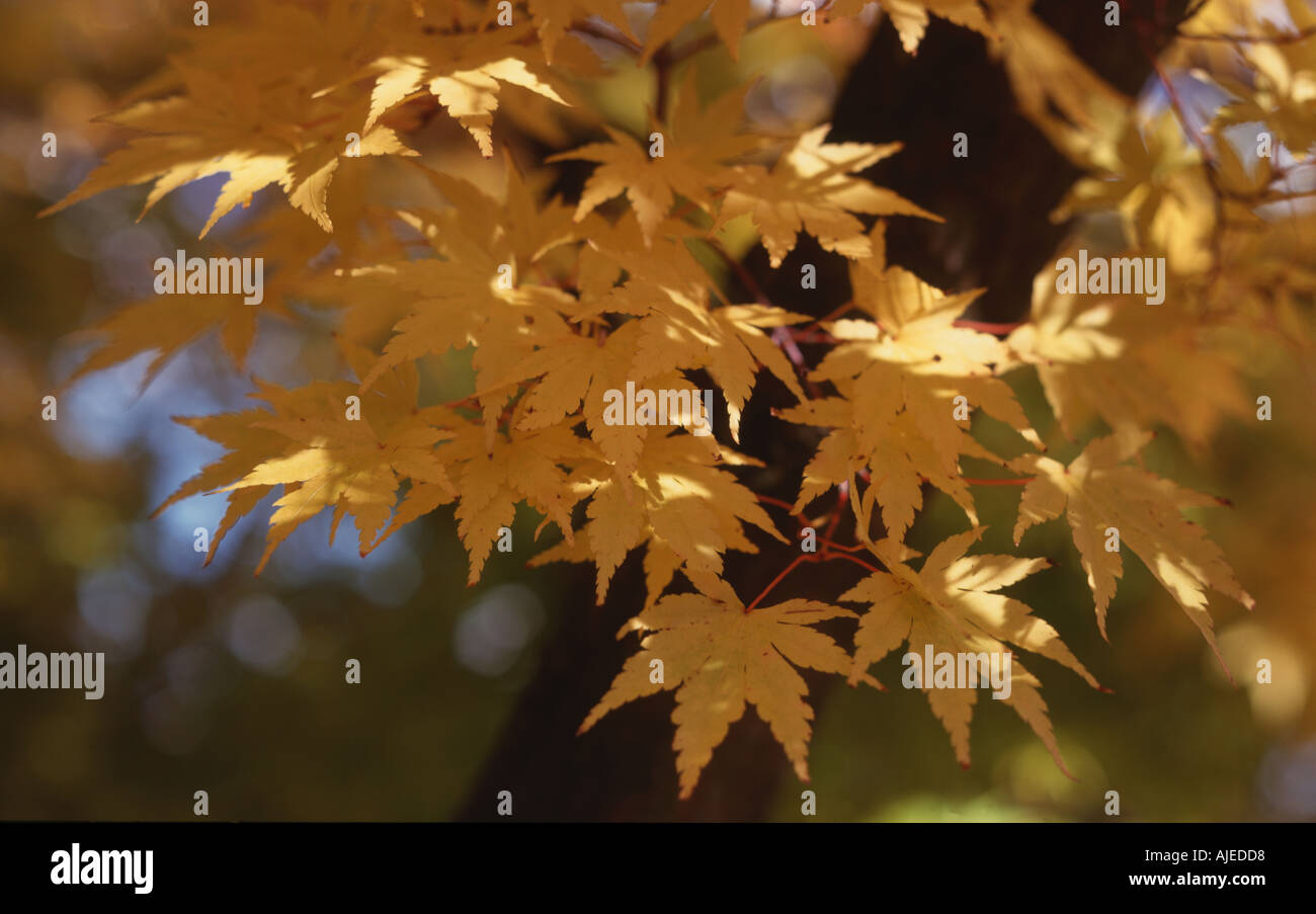 Uk tree acer senkaki hi-res stock photography and images - Alamy