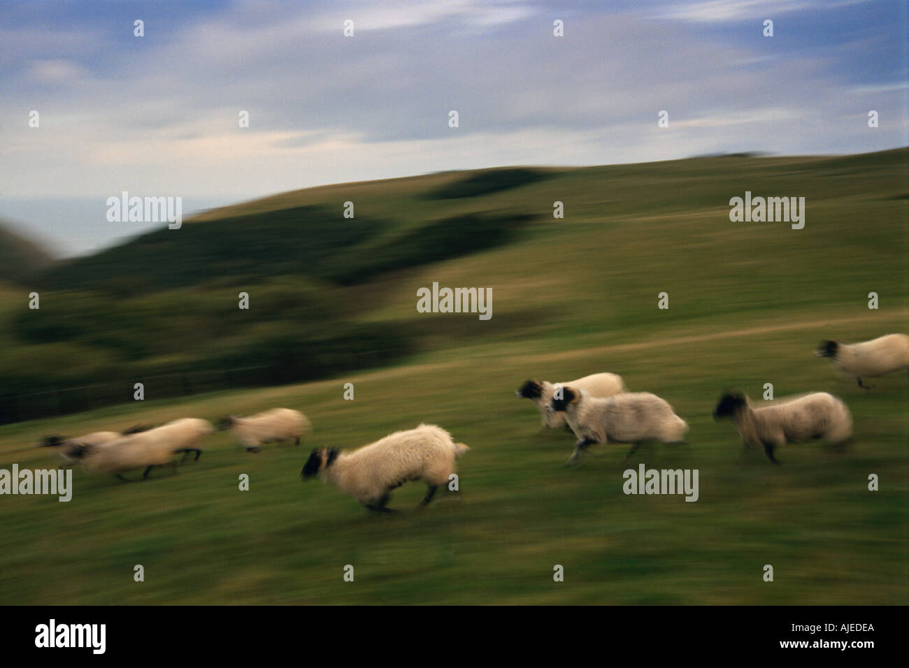Swaledale sheep on the organic Hindon Farm Exmoor Somerset Stock Photo ...