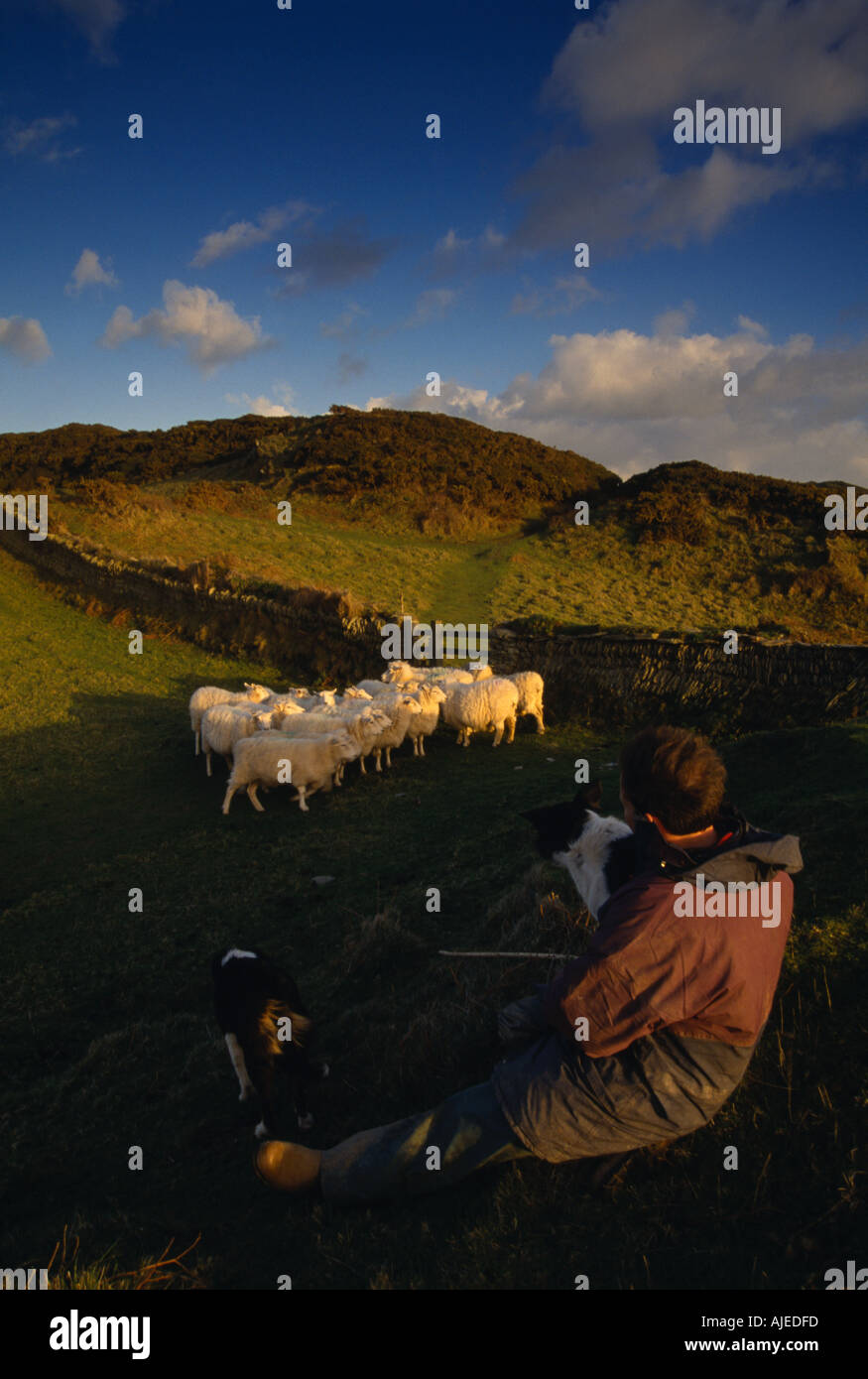 Shepherd uk farming devon hi-res stock photography and images - Alamy