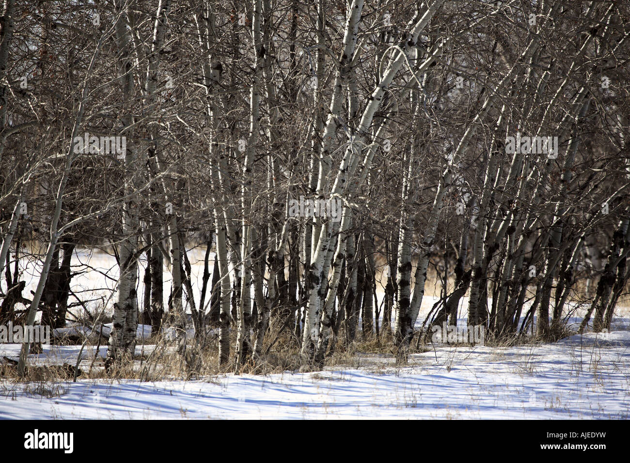 Poplar trees in spring hi-res stock photography and images - Alamy