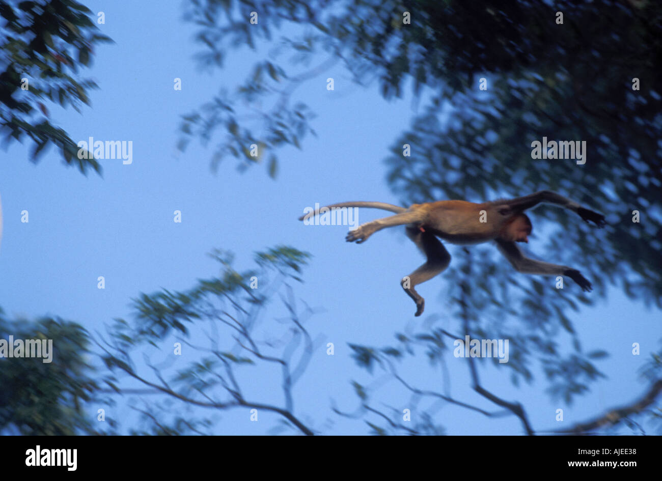 Apor hi-res stock photography and images - Alamy