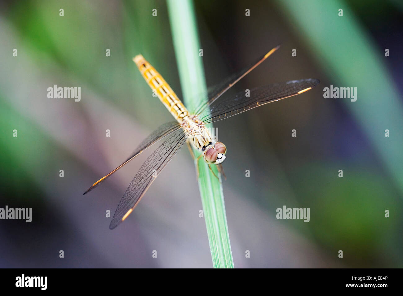 Brachythemis contaminata. Ditch Jewel dragonfly sitting on grass in the ...
