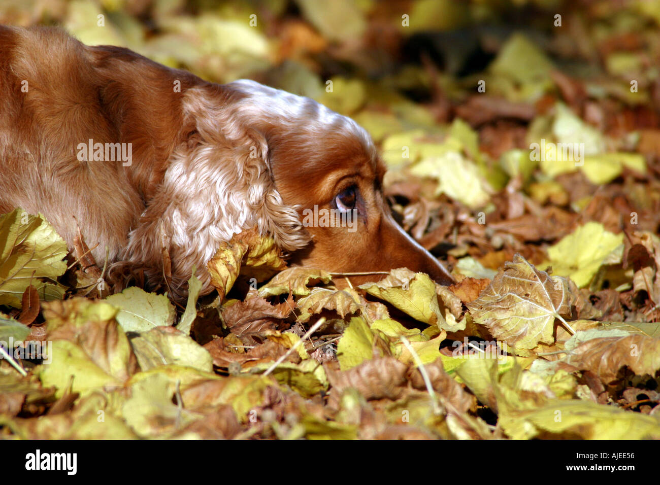 Cocker spaniel in autumn leaves Stock Photo - Alamy