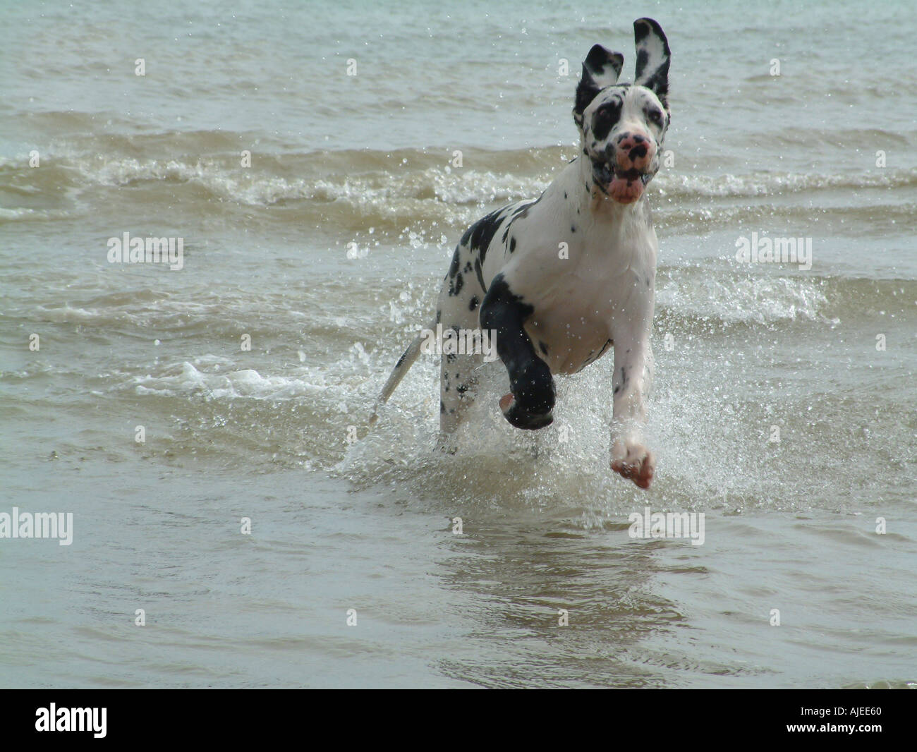 Great dane running in sea Stock Photo - Alamy