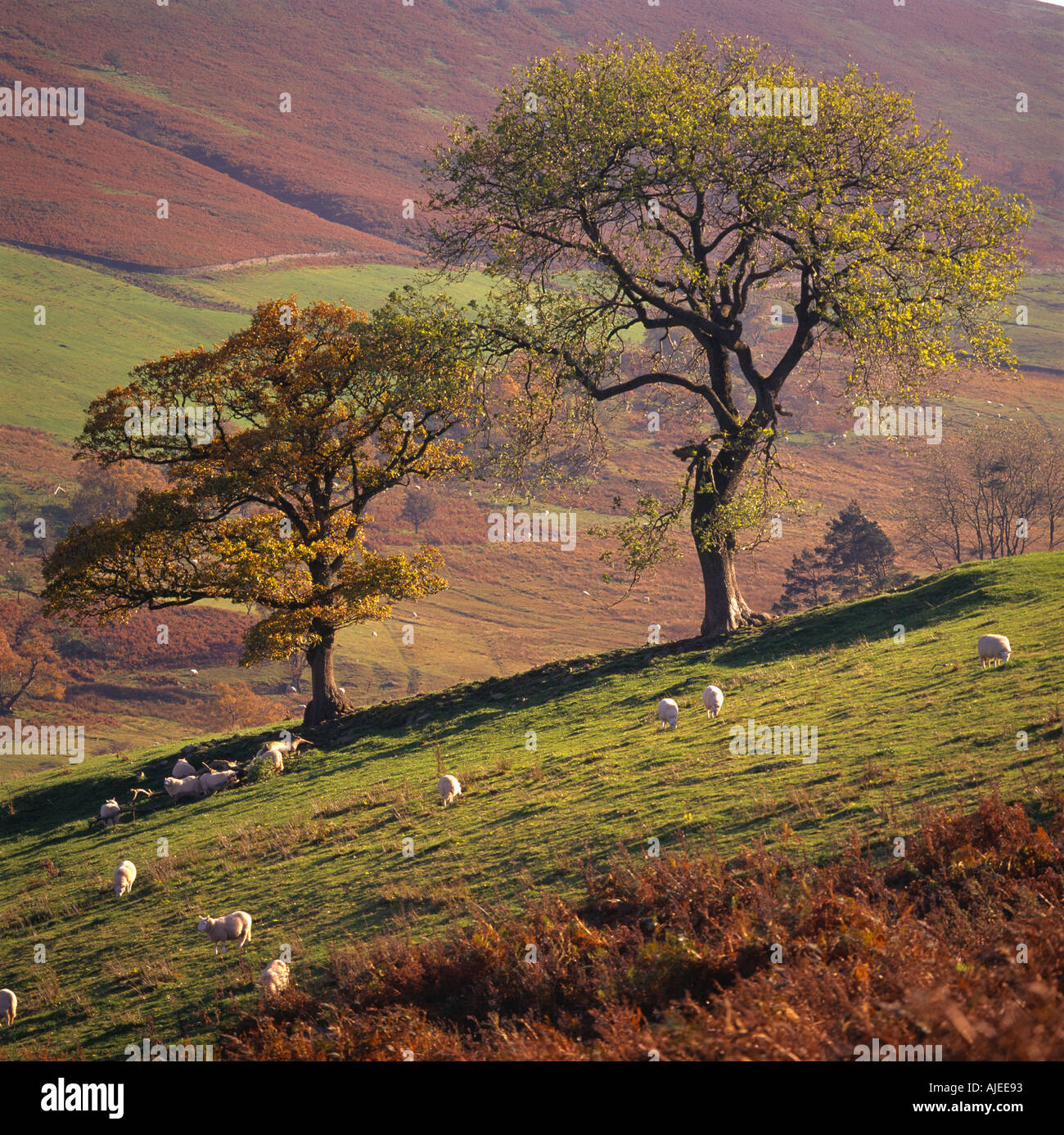 Trees in the Glyn Tarell valley Brecon Beacons Wales Stock Photo - Alamy