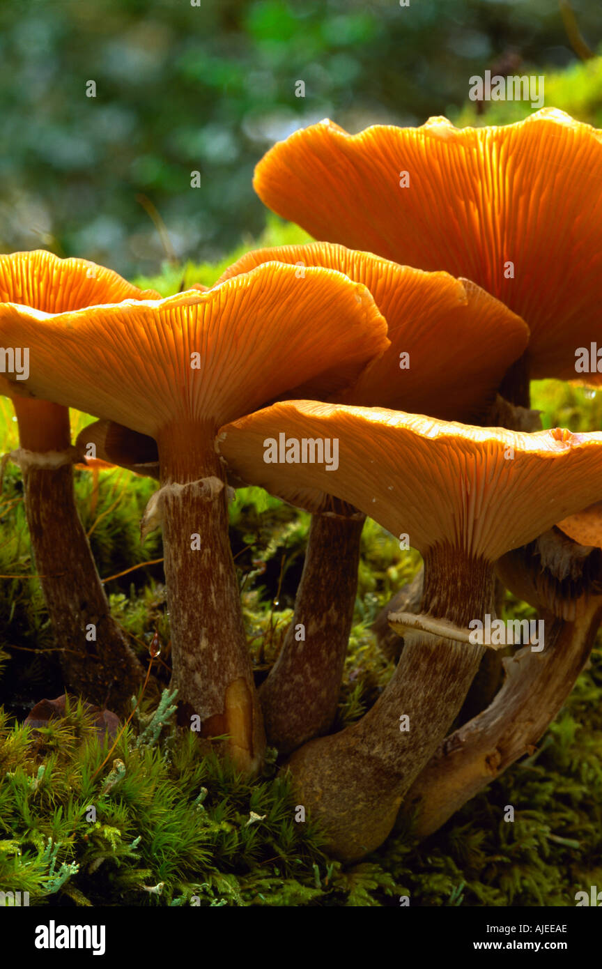 Mature specimen trees hi-res stock photography and images - Alamy