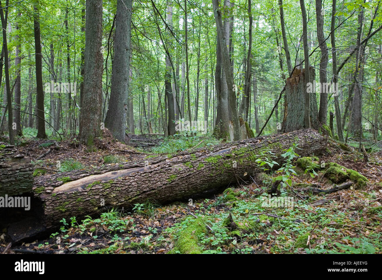 Dead tree lying on ground hi-res stock photography and images - Alamy