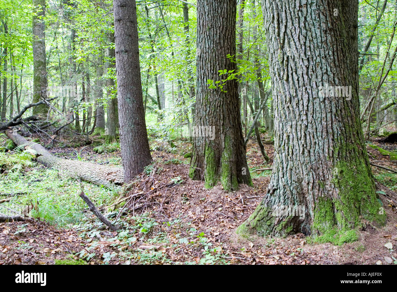 Old alder trees Stock Photo - Alamy