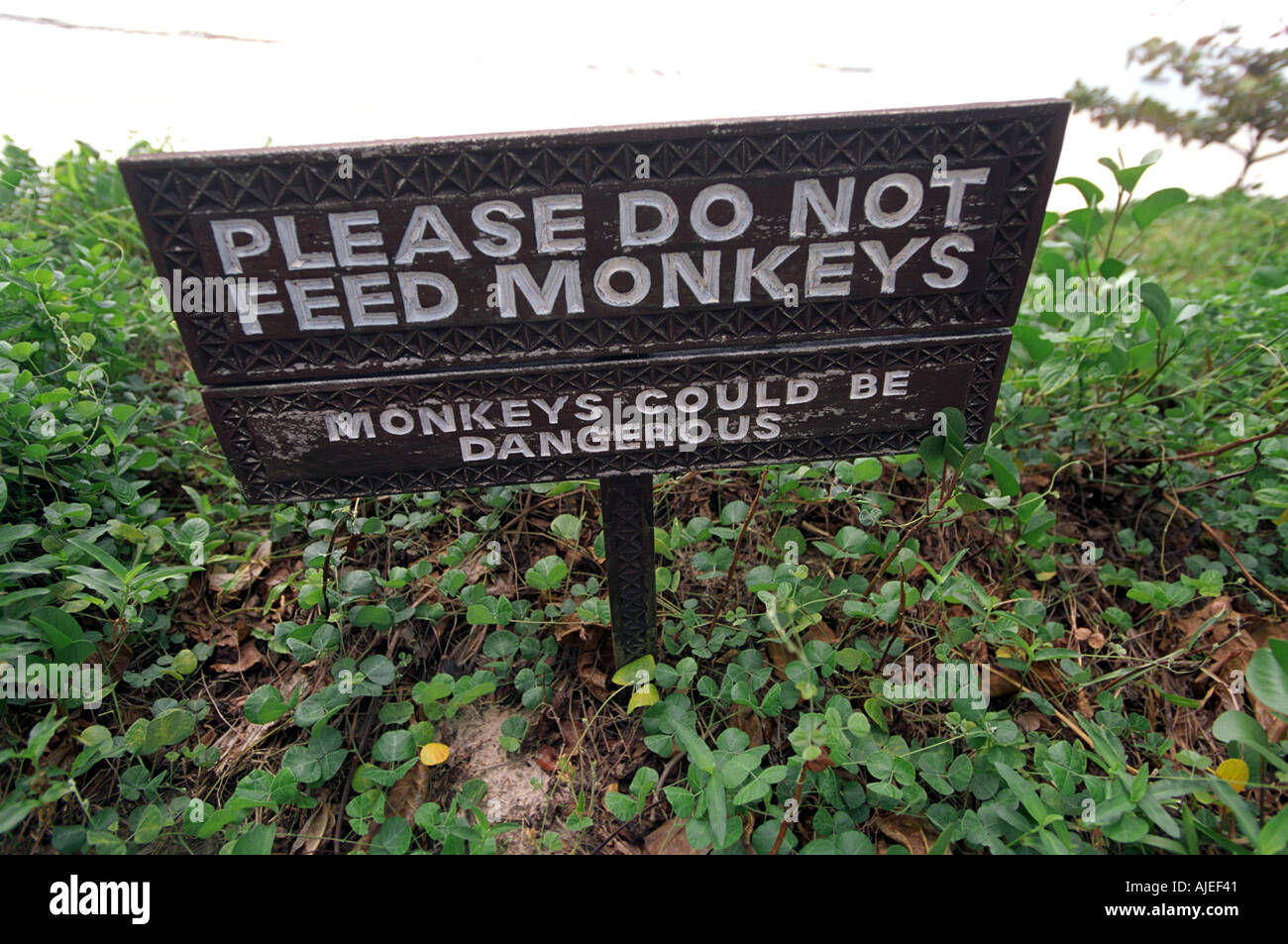 Warning sign advising tourists not to feed the monkeys in Kenya East ...