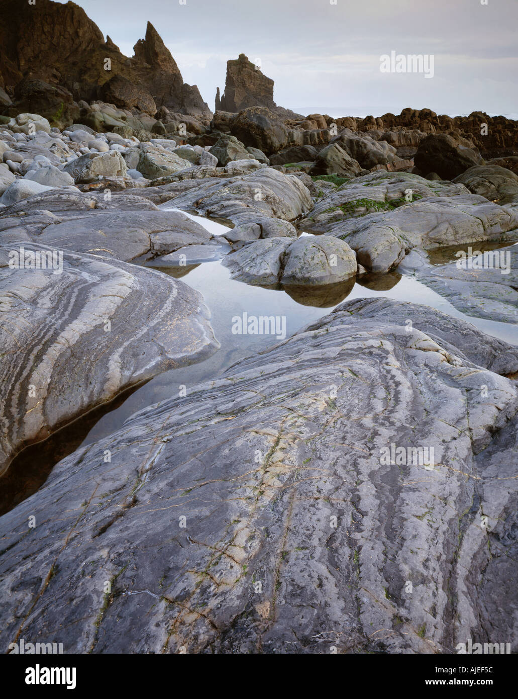 Rocky tide beaten foreshore with rock stacks at Sandy Mouth Cornwall ...