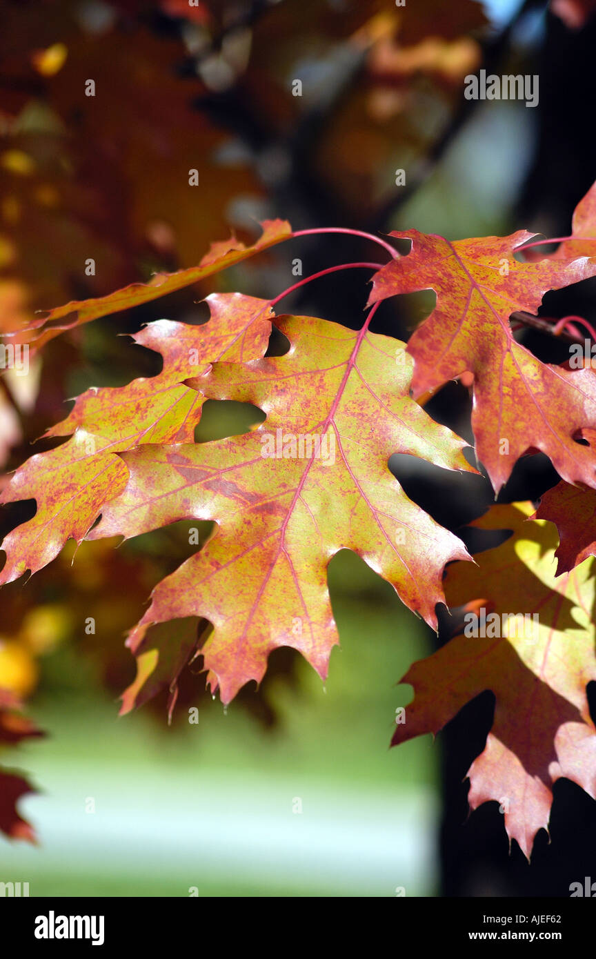 Oak leaves changing color hi-res stock photography and images - Alamy