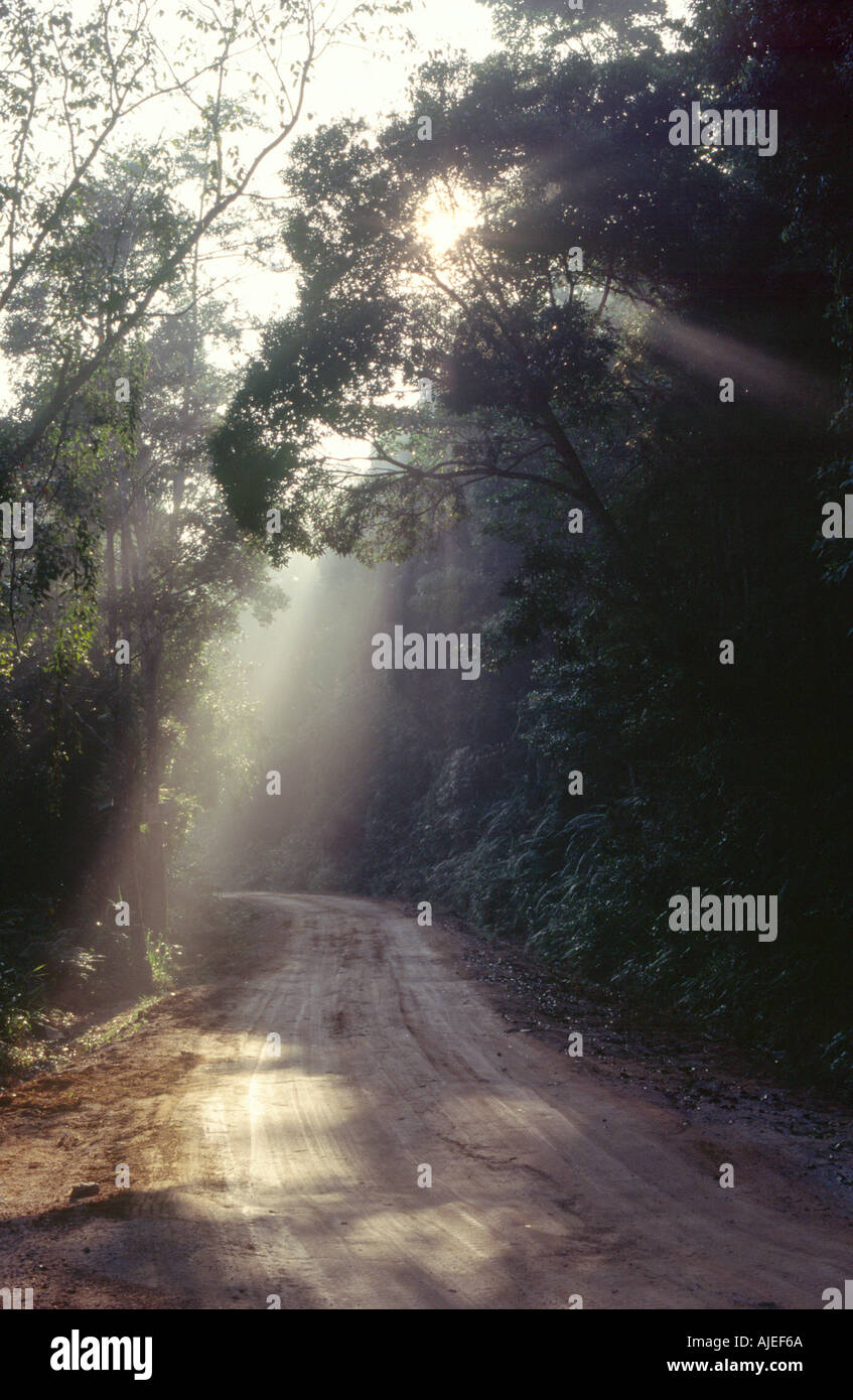 Sunlight filtered through a tree hi-res stock photography and images ...