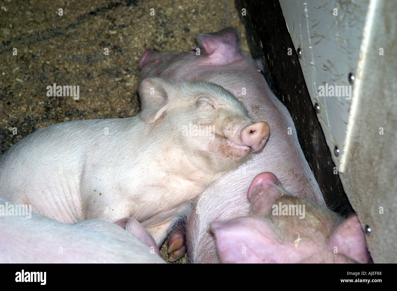 Sleeping Baby Pig Piglet Sleeping Pig Free Photo On Pixabay