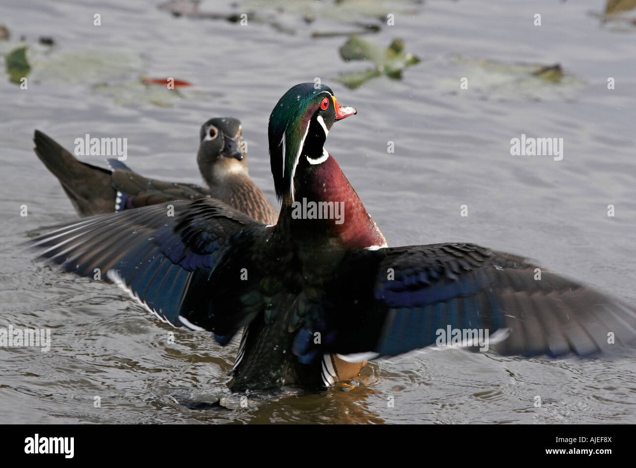 Male Wood Duck flapping Stock Photo - Alamy