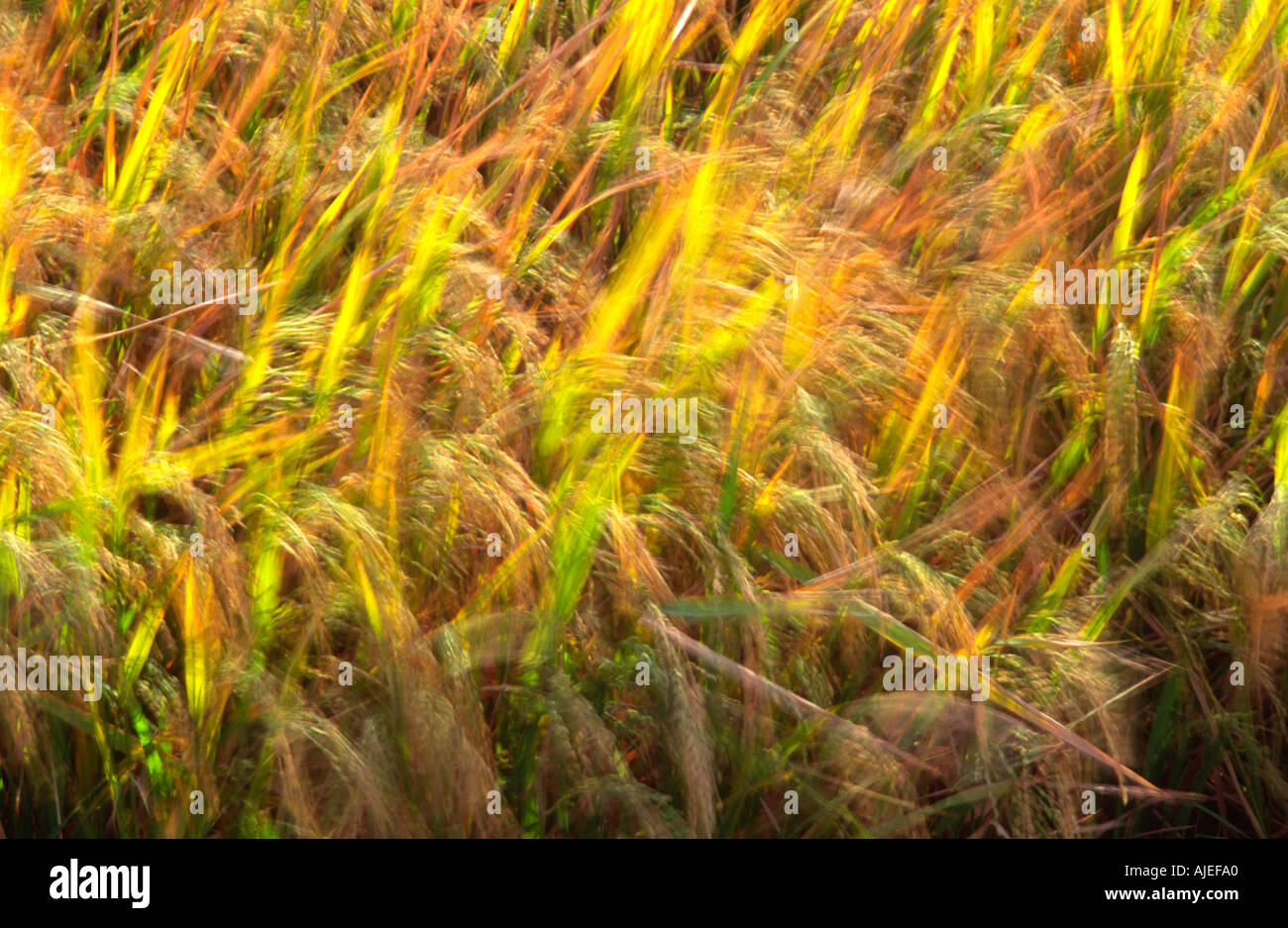 Rice field windy hi-res stock photography and images - Alamy