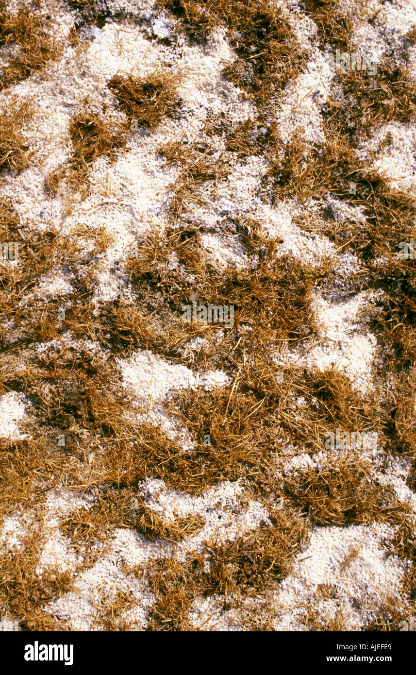 Bleach farm hi-res stock photography and images - Alamy