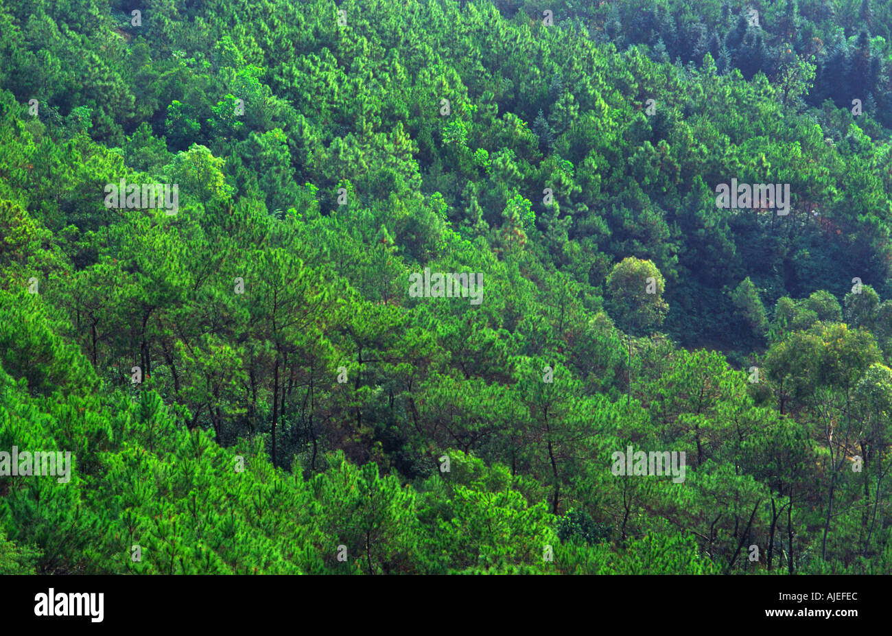 Reforest china hi-res stock photography and images - Alamy