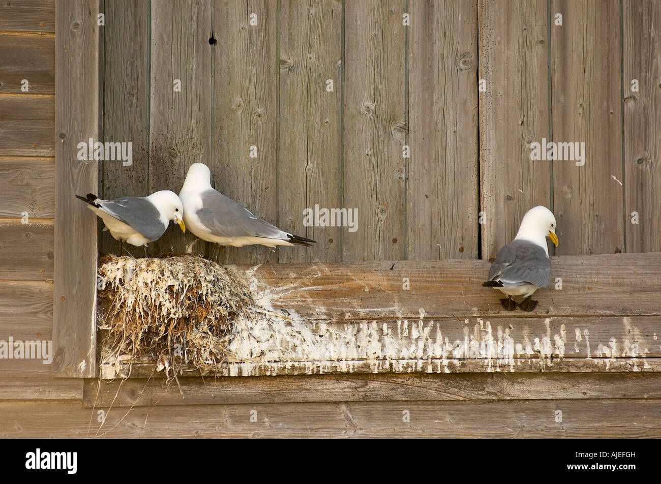 Kittiwake nesting on boathouse Stock Photo - Alamy