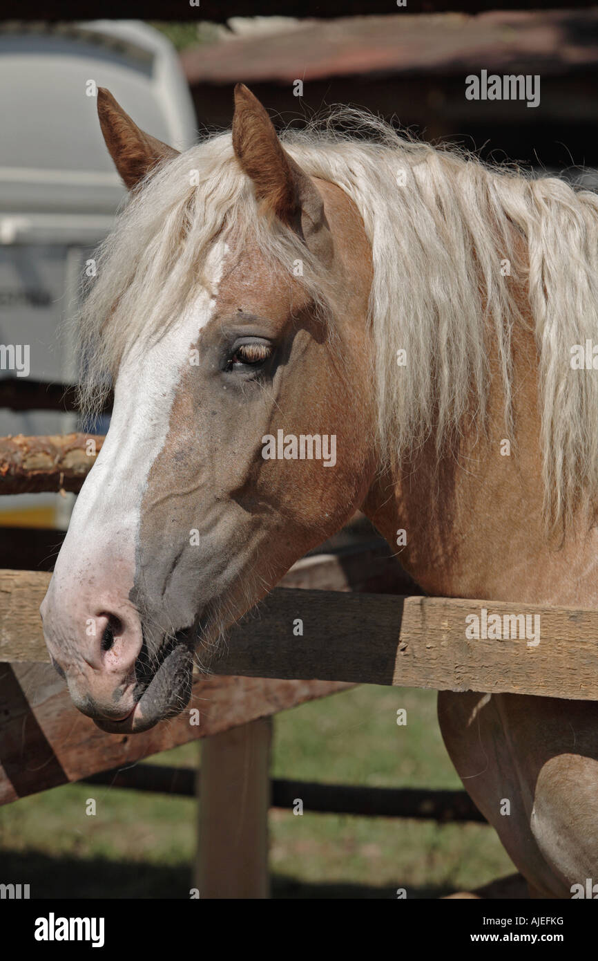 Horse and hack carriage hi-res stock photography and images - Alamy