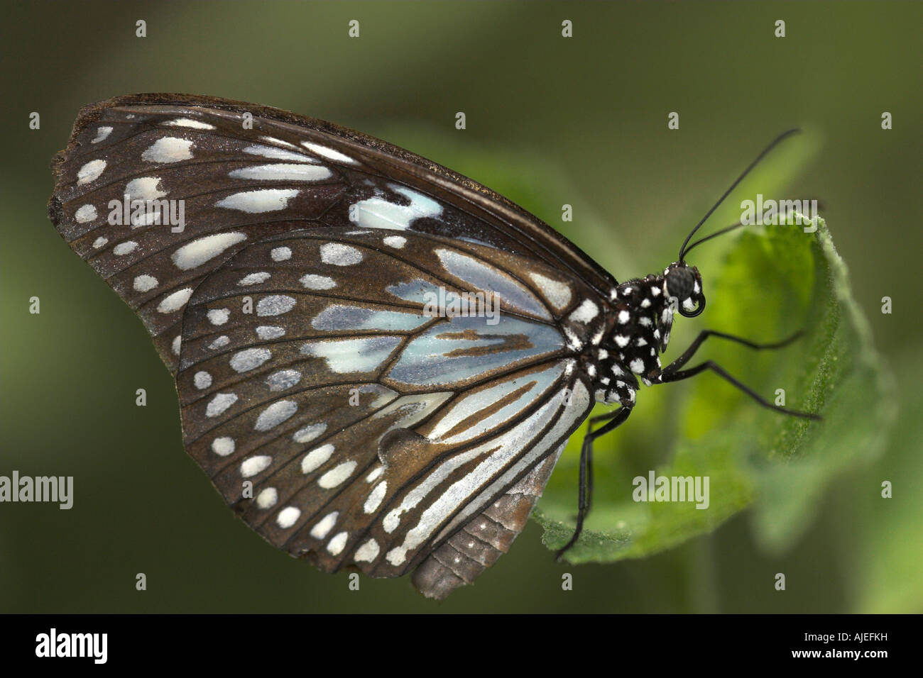 Macro of a Swallowtail Butterfly Stock Photo - Alamy