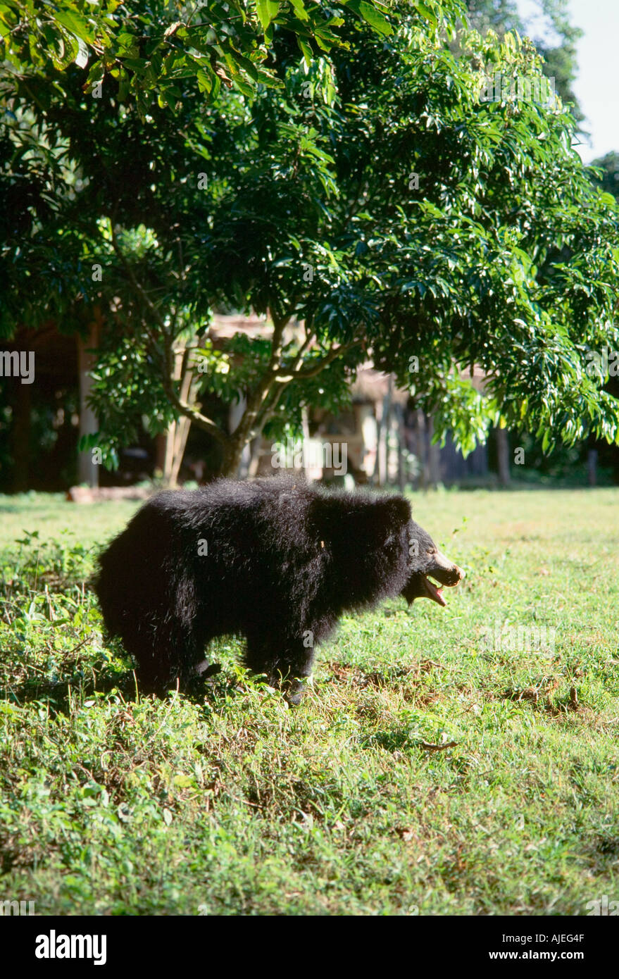 Nepal Asia Chitwan National Park Sloth Bear Stock Photo - Alamy