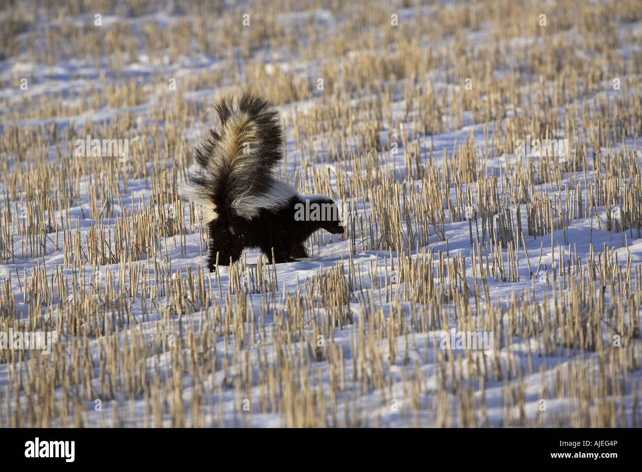 Striped Skunk on snow covered stubble field Stock Photo - Alamy