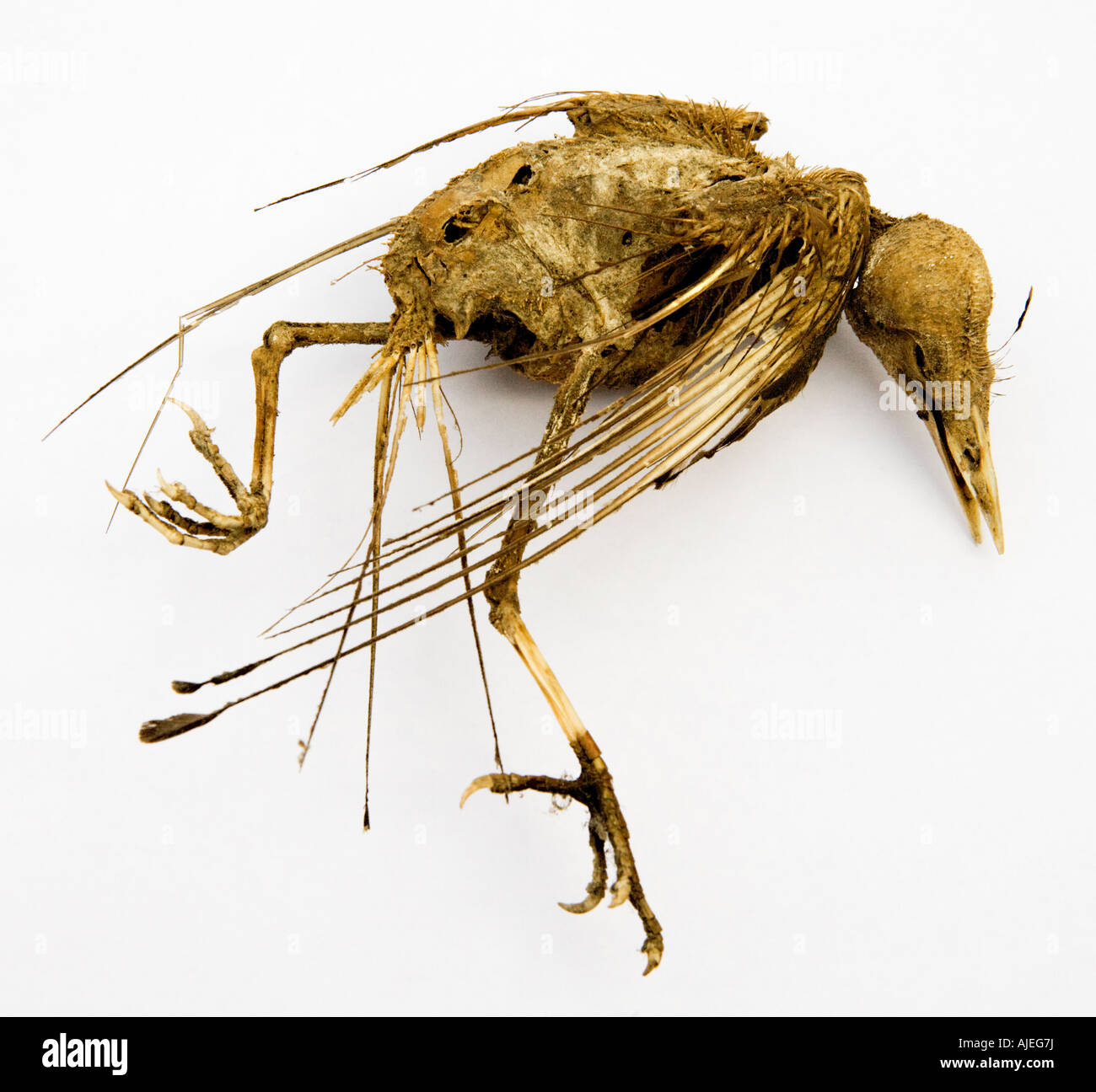 European starling eggs hi-res stock photography and images - Alamy