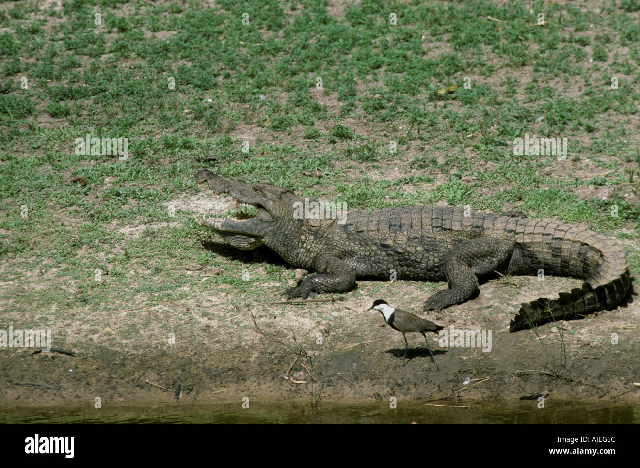 Crocodile Nile Crocodylus niloticus with Spur winged Plover Vanellus ...