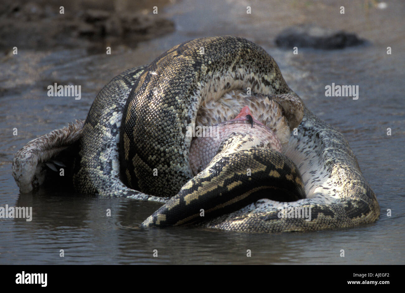Constricting Snake High Resolution Stock Photography and Images - Alamy