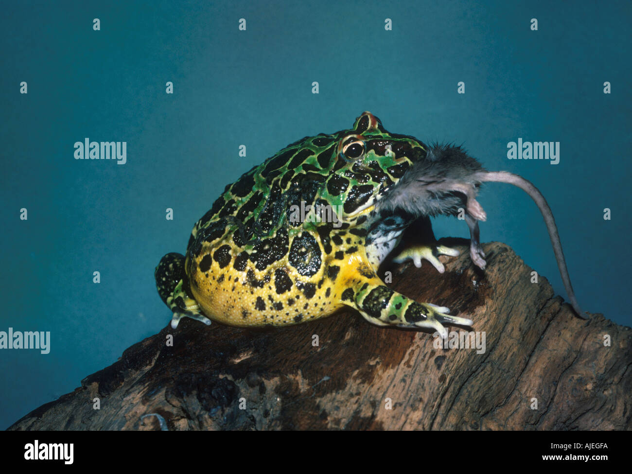 Horned Frog Ceratophrys ornata Female swallowing a mouse Stock Photo ...