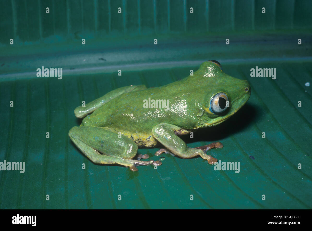 Seychelles Green Tree Frog Megalixalus seychellensis Close up side view ...
