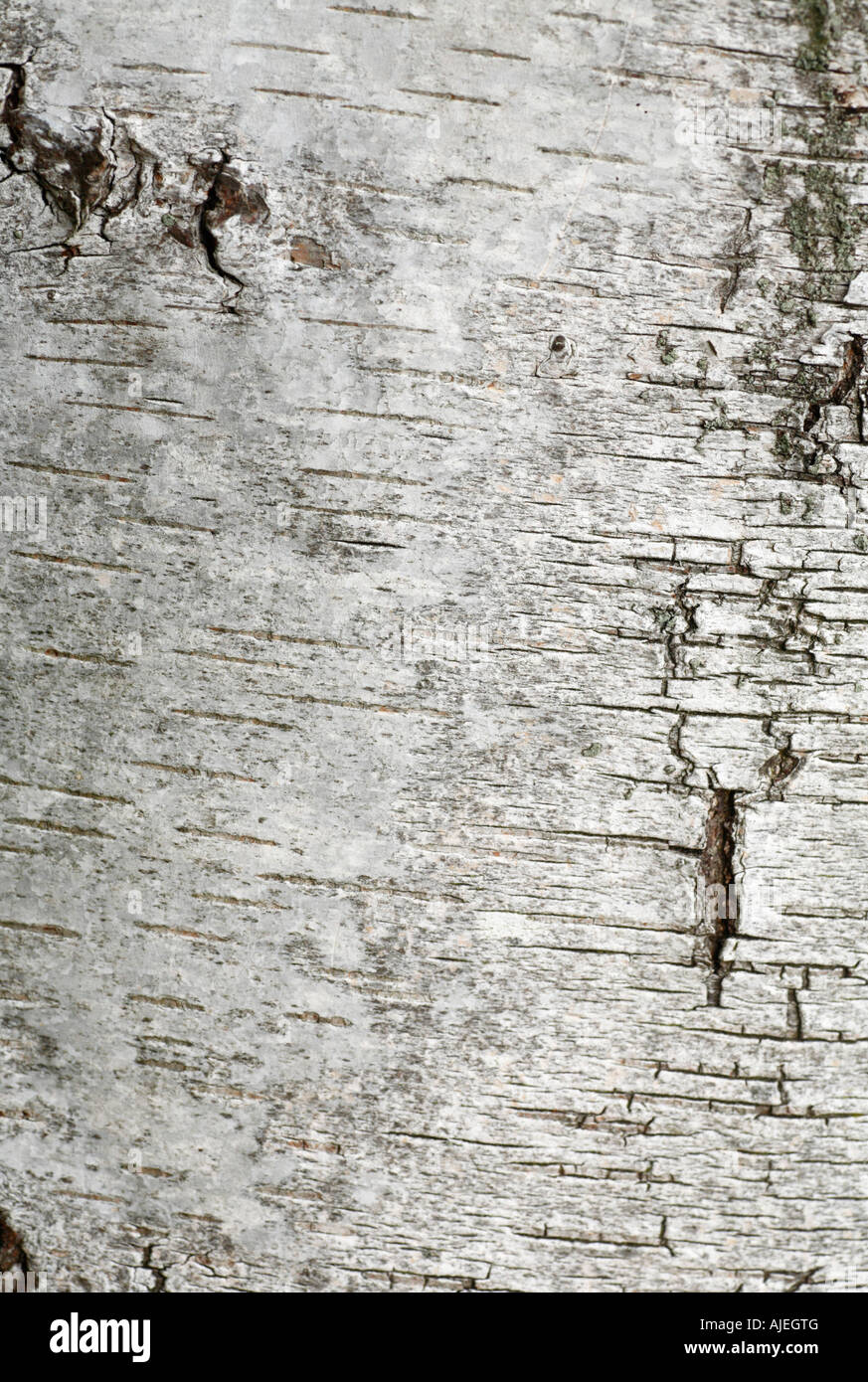 Surface texture of Silver Birch bark Stock Photo - Alamy