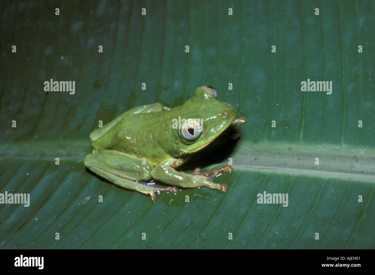 Seychelles Tree Frog Megalixalus seychellensis Praslin Seychelles Stock ...
