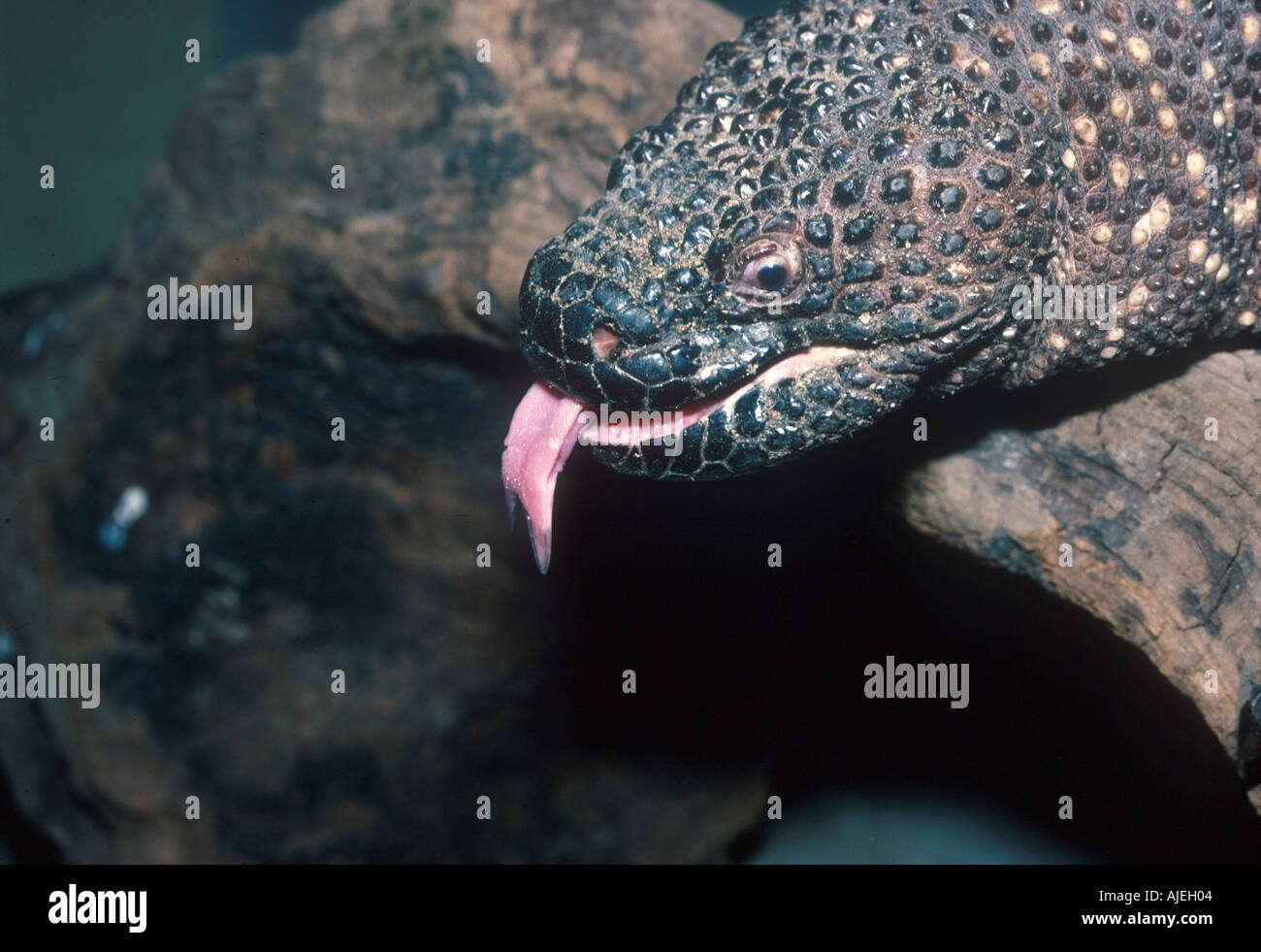 Lizard Beaded Mexican Heloderma horridum Close up of head tongue out S ...