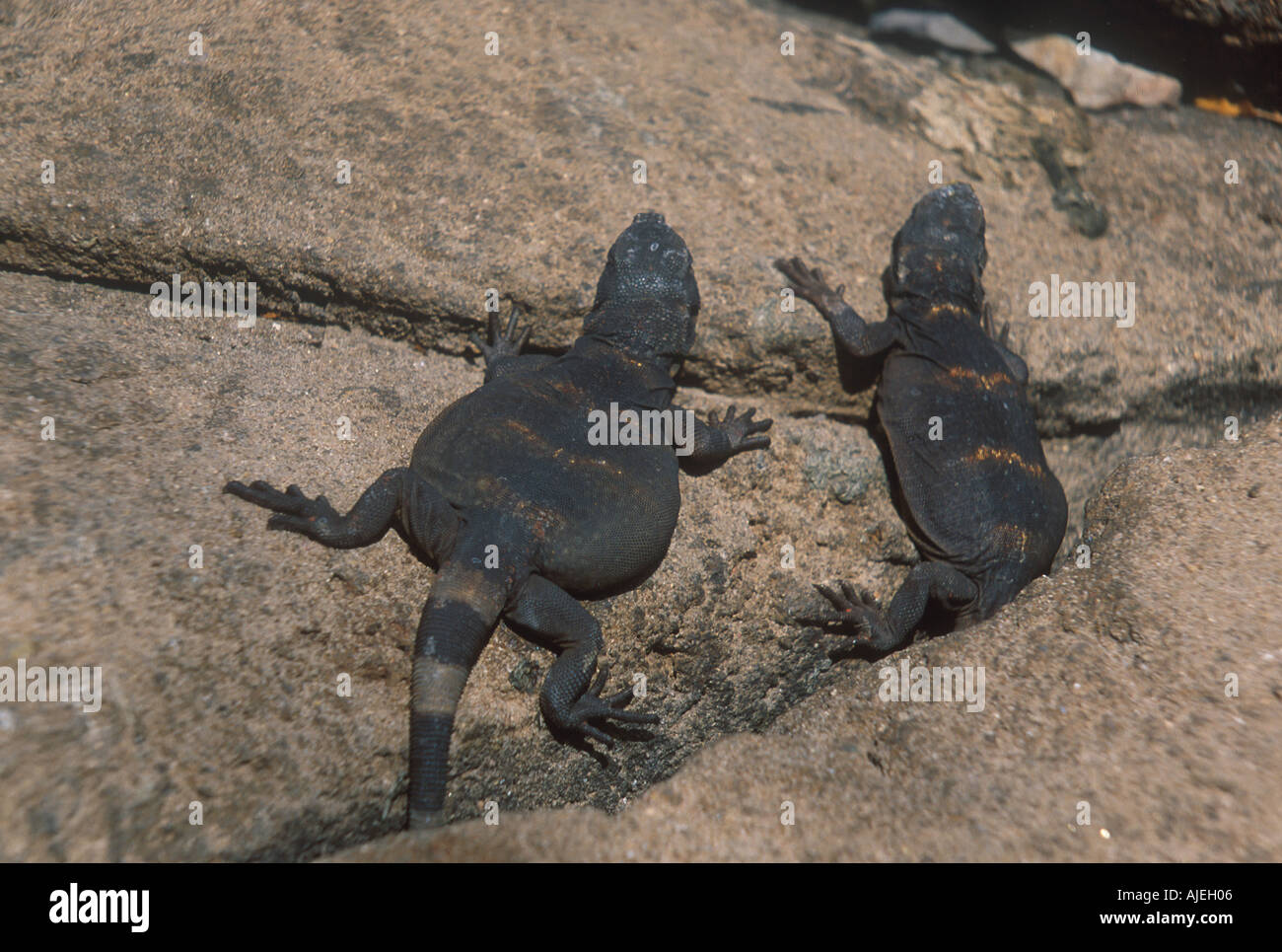 Chuckwalla lizards arizona hi-res stock photography and images - Alamy