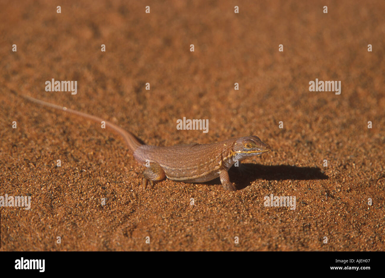 Wedge snouted Desert Lizard Meroles cuneirostris Stock Photo - Alamy