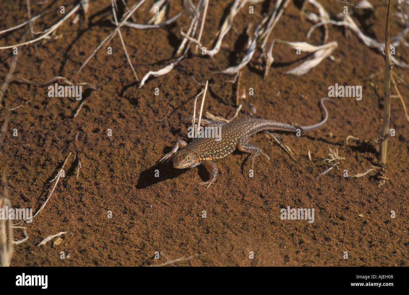 Reptiles lizards desert namibia hi-res stock photography and images - Alamy