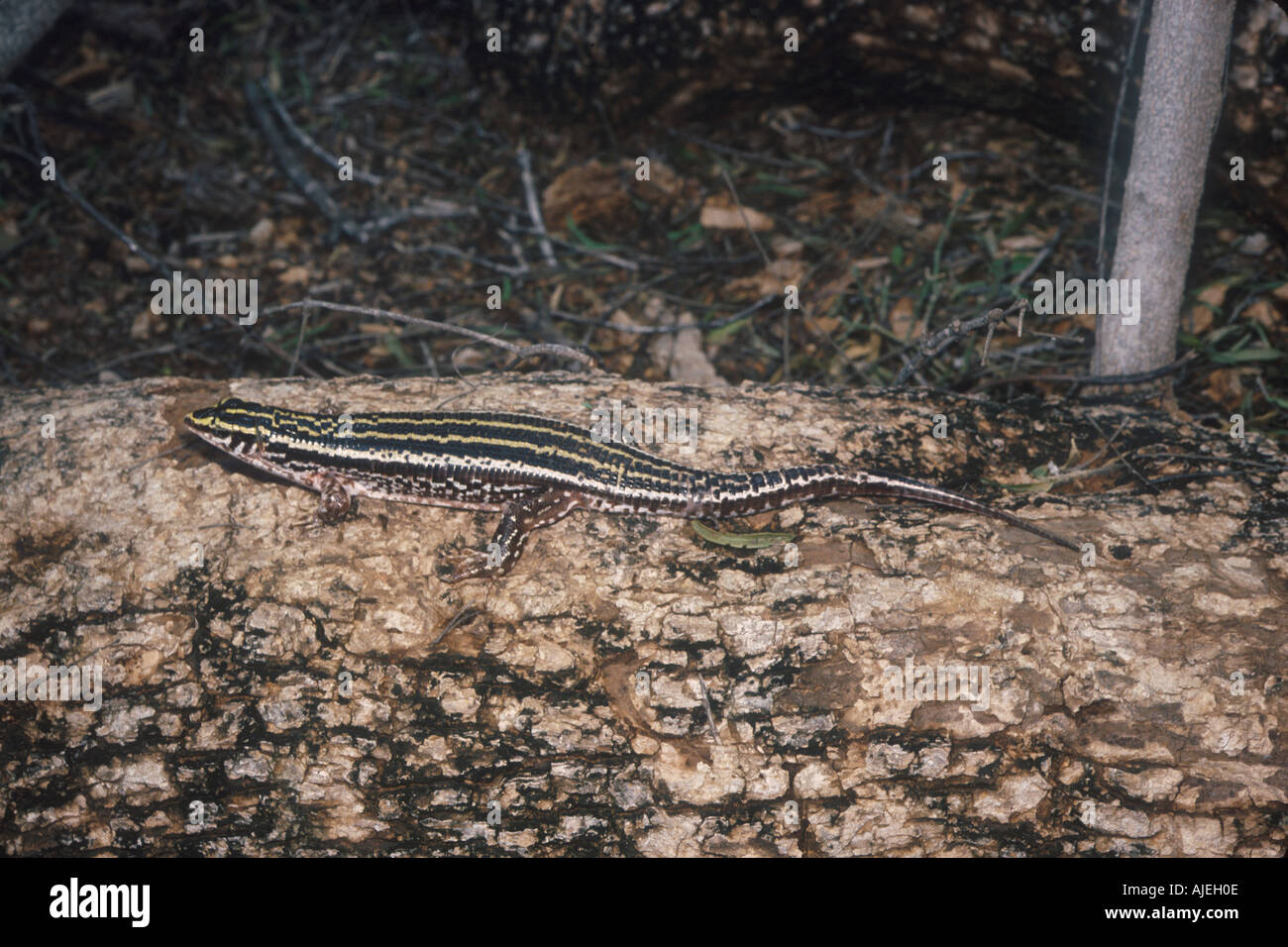 Lizard Girdled Zonosaurus quadrilineatus on fallen tree Tulear ...