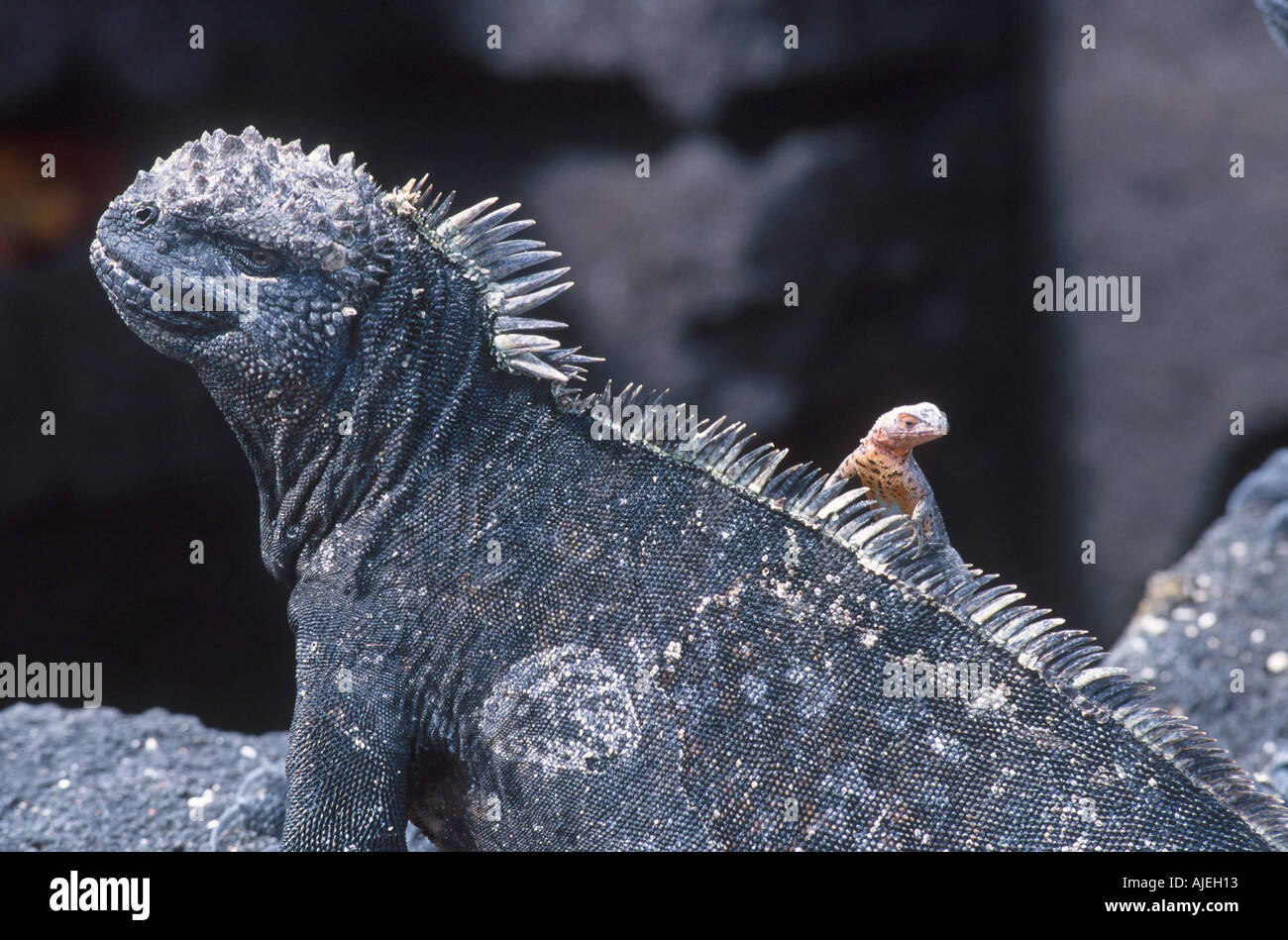 Marine Iguana Amblyrhynchus cristatus With Lava Lizard Fernandina ...