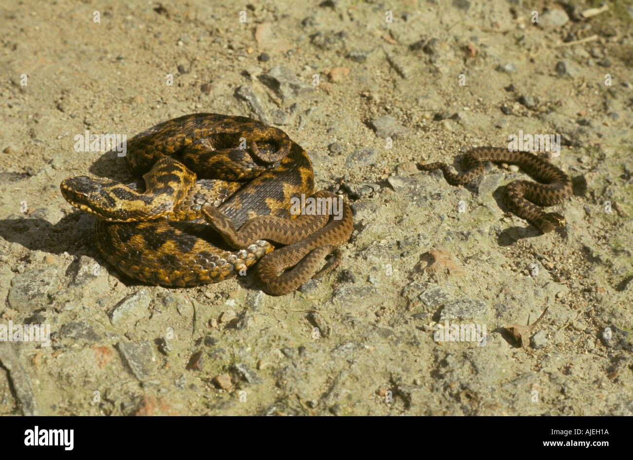 European Adder Snake Viper berus Female and young on ground Stock Photo ...