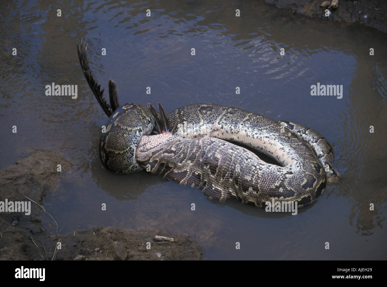 Python killing prey hi-res stock photography and images - Alamy