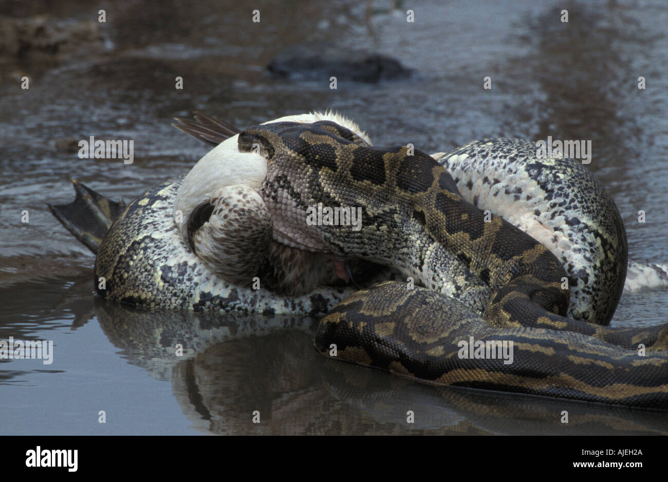 African Rock Python Python sabae Swallowing a White Pelican Kenya Stock ...